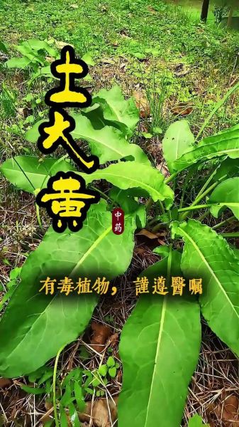 大黄的功效与作用_大黄能减肥吗-第2张图片-山城妙识 大黄的功效与作用_大黄能减肥吗-第2张图片-山城妙识