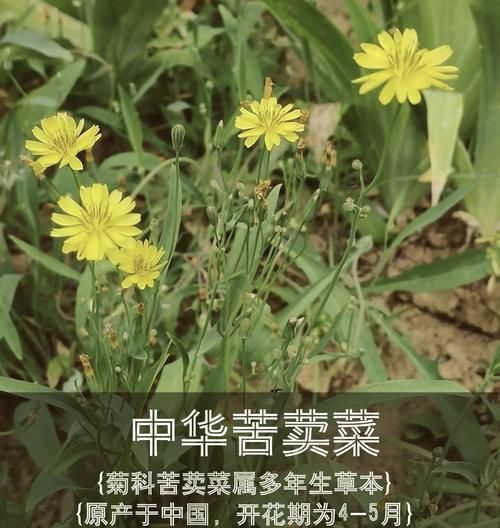 苦芥菜的功效与作用_苦芥菜怎么吃最好-第1张图片-山城妙识 苦芥菜的功效与作用_苦芥菜怎么吃最好-第1张图片-山城妙识