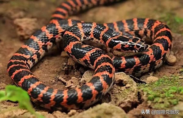 野鸡脖子蛇长什么样_野鸡脖子蛇有毒吗-第1张图片-山城妙识