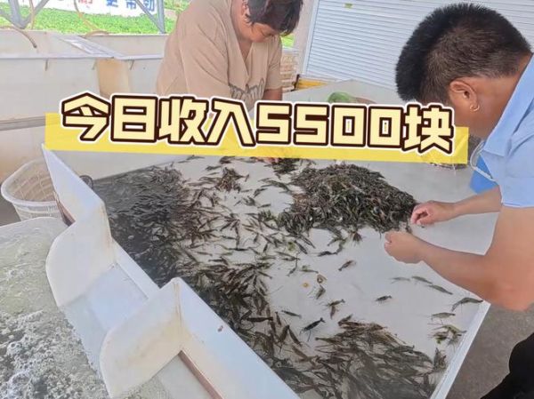 草虾养殖技术_水质问题怎么解决-第3张图片-山城妙识