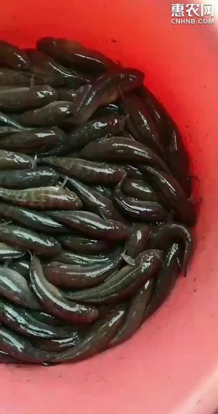 鲟虎鱼是什么鱼_鲟虎鱼多少钱一斤-第3张图片-山城妙识 鲟虎鱼是什么鱼_鲟虎鱼多少钱一斤-第3张图片-山城妙识