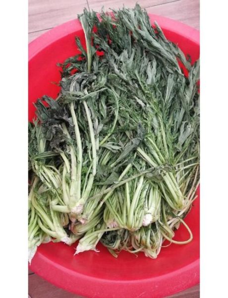 雪里蕻怎么腌制不变黄_雪里蕻腌制发黄怎么办-第1张图片-山城妙识 雪里蕻怎么腌制不变黄_雪里蕻腌制发黄怎么办-第1张图片-山城妙识