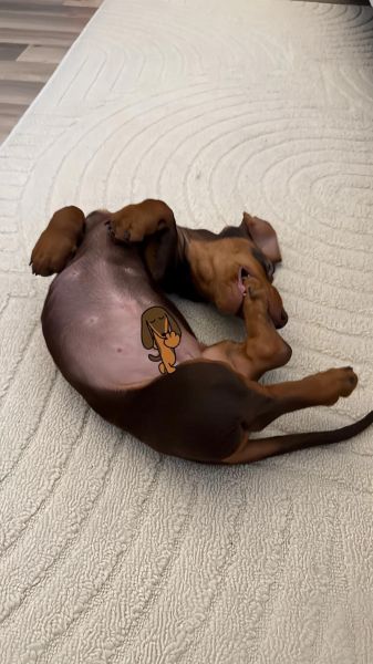 腊肠犬寿命一般多少年_如何延长腊肠犬寿命-第1张图片-山城妙识