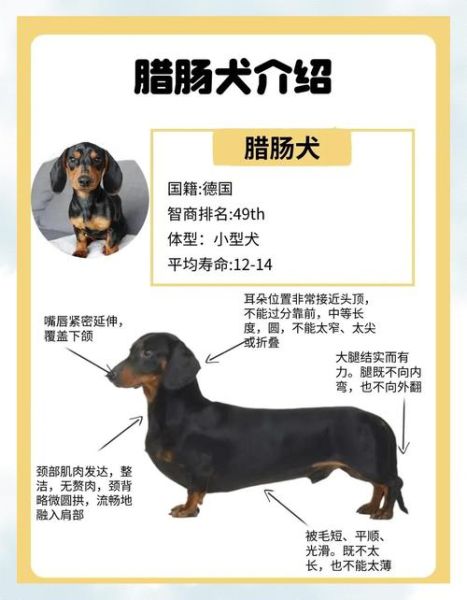 腊肠犬寿命一般多少年_如何延长腊肠犬寿命-第2张图片-山城妙识