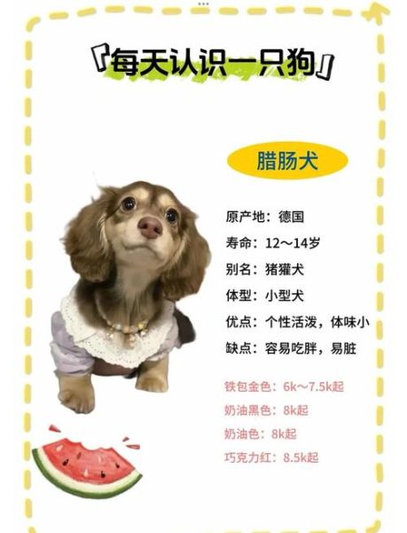 腊肠犬寿命一般多少年_如何延长腊肠犬寿命-第3张图片-山城妙识