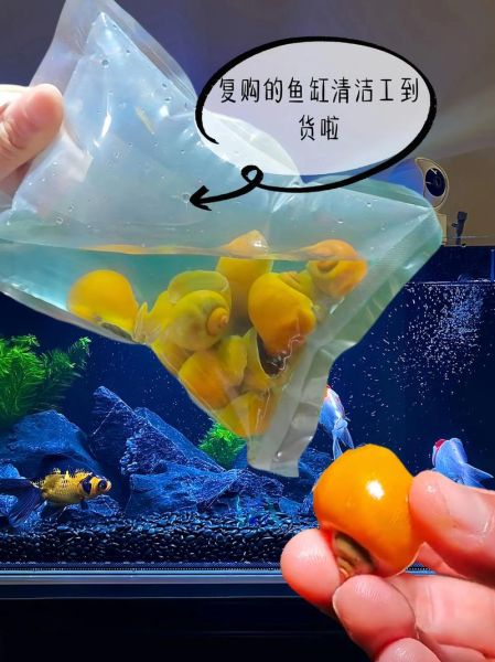 黄螺养殖技术_黄螺养殖利润怎么样-第1张图片-山城妙识 黄螺养殖技术_黄螺养殖利润怎么样-第1张图片-山城妙识