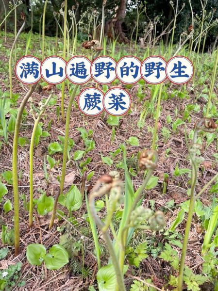 山蕨菜致癌吗_怎么吃才安全-第1张图片-山城妙识