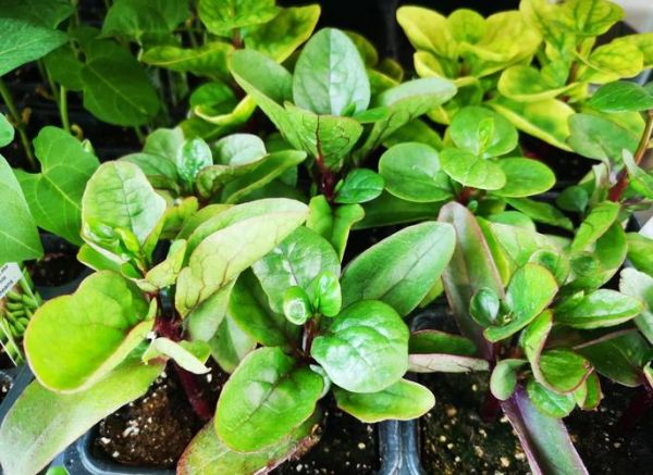 潺菜汤的功效与作用_潺菜汤能天天喝吗-第2张图片-山城妙识