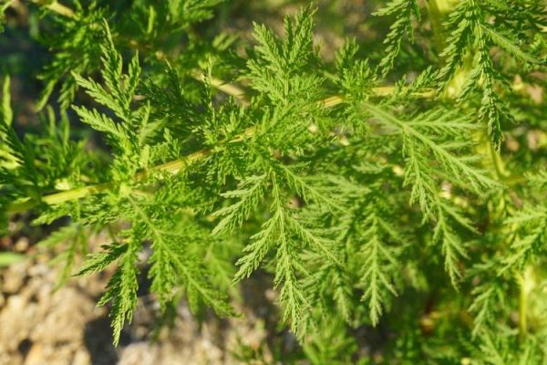 青蒿草长什么样_青蒿草图片大全哪里找-第2张图片-山城妙识 青蒿草长什么样_青蒿草图片大全哪里找-第2张图片-山城妙识