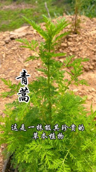 青蒿草长什么样_青蒿草图片大全哪里找-第1张图片-山城妙识 青蒿草长什么样_青蒿草图片大全哪里找-第1张图片-山城妙识