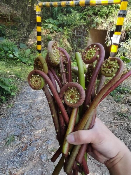 野蕨菜的功效与作用_野蕨菜怎么吃才健康-第3张图片-山城妙识 野蕨菜的功效与作用_野蕨菜怎么吃才健康-第3张图片-山城妙识