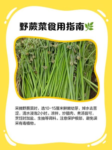 野蕨菜的功效与作用_野蕨菜怎么吃才健康-第2张图片-山城妙识 野蕨菜的功效与作用_野蕨菜怎么吃才健康-第2张图片-山城妙识