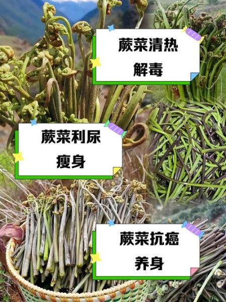 野蕨菜的功效与作用_野蕨菜怎么吃才健康-第1张图片-山城妙识 野蕨菜的功效与作用_野蕨菜怎么吃才健康-第1张图片-山城妙识