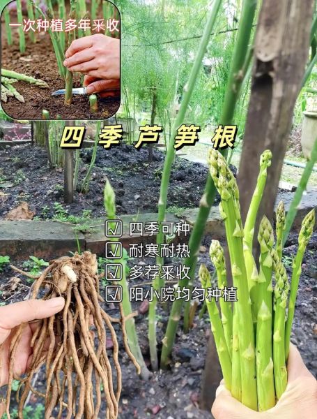 阳台芦笋怎么种_阳台芦笋种植方法-第1张图片-山城妙识 阳台芦笋怎么种_阳台芦笋种植方法-第1张图片-山城妙识