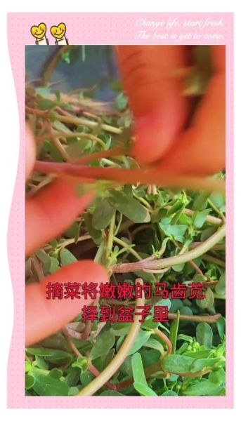 马齿菜怎么做好吃_马齿菜的家常做法-第3张图片-山城妙识