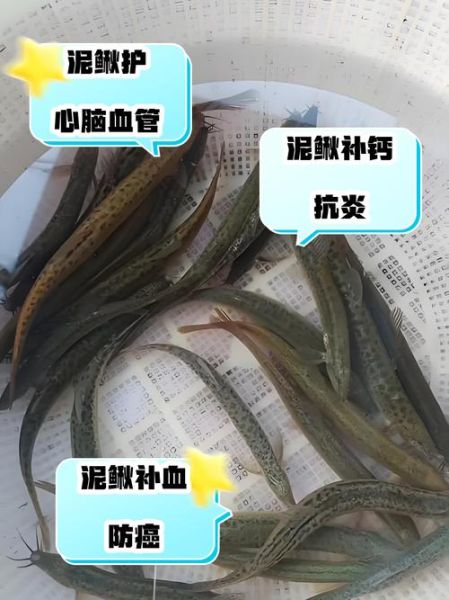 泥鳅不能和什么一起吃_泥鳅的禁忌有哪些-第2张图片-山城妙识 泥鳅不能和什么一起吃_泥鳅的禁忌有哪些-第2张图片-山城妙识