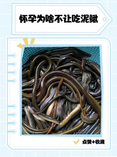 泥鳅不能和什么一起吃_泥鳅的禁忌有哪些-第1张图片-山城妙识 泥鳅不能和什么一起吃_泥鳅的禁忌有哪些-第1张图片-山城妙识