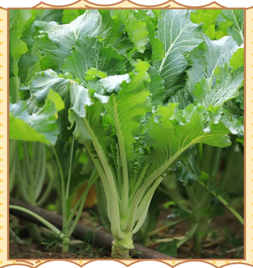 迟菜心的功效与作用_迟菜心哪些人不能吃-第1张图片-山城妙识