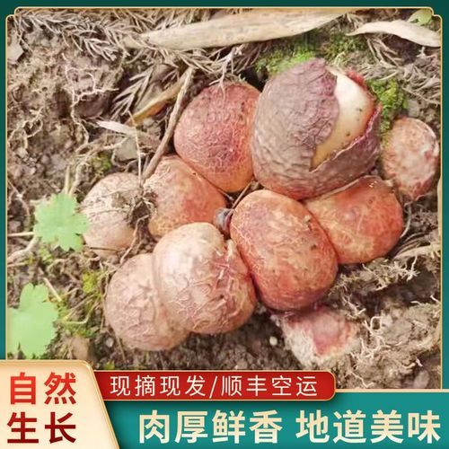 竹荪蛋多少钱一斤_竹荪蛋价格行情-第3张图片-山城妙识 竹荪蛋多少钱一斤_竹荪蛋价格行情-第3张图片-山城妙识