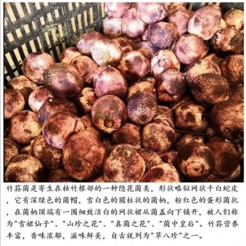 竹荪蛋多少钱一斤_竹荪蛋价格行情-第2张图片-山城妙识 竹荪蛋多少钱一斤_竹荪蛋价格行情-第2张图片-山城妙识