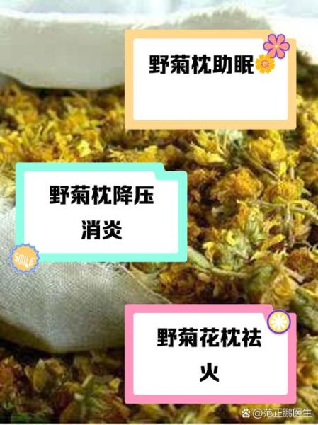 野菊花的功效与作用_野菊花的禁忌有哪些-第3张图片-山城妙识