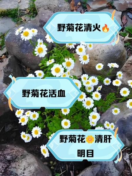 野菊花的功效与作用_野菊花的禁忌有哪些-第2张图片-山城妙识