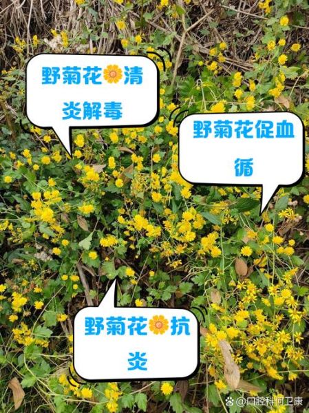 野菊花的功效与作用_野菊花的禁忌有哪些-第1张图片-山城妙识