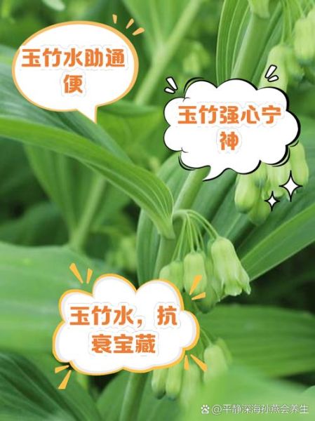 长期吃玉竹的副作用_玉竹吃多了会上火吗-第3张图片-山城妙识