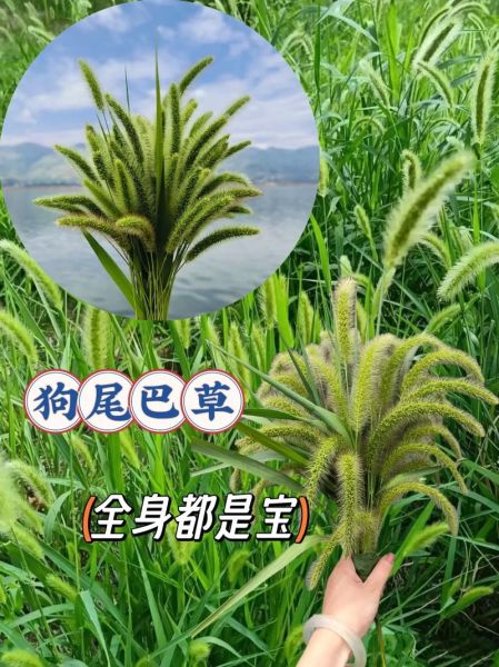 狗尾草的功效与作用_狗尾草怎么吃-第3张图片-山城妙识 狗尾草的功效与作用_狗尾草怎么吃-第3张图片-山城妙识