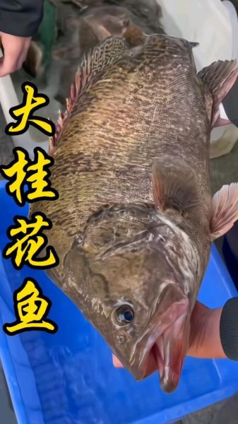 鳜鱼最大能长多大_鳜鱼一年能长多少斤-第1张图片-山城妙识 鳜鱼最大能长多大_鳜鱼一年能长多少斤-第1张图片-山城妙识