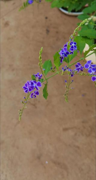 鲥鱼多刺_海棠无香-第3张图片-山城妙识 鲥鱼多刺_海棠无香-第3张图片-山城妙识