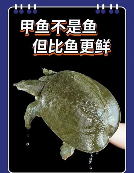 甲鱼蛋白质高吗_甲鱼蛋白质多少克-第1张图片-山城妙识