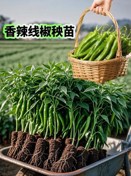 线椒辣不辣_线椒怎么种-第3张图片-山城妙识
