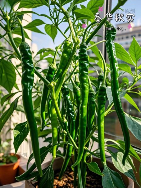 线椒辣不辣_线椒怎么种-第1张图片-山城妙识