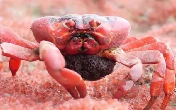 澳洲红蟹怎么处理毒素_红蟹毒素去除方法-第1张图片-山城妙识 澳洲红蟹怎么处理毒素_红蟹毒素去除方法-第1张图片-山城妙识