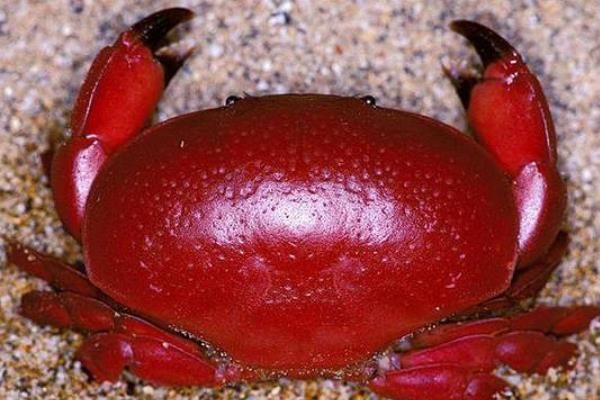 澳洲红蟹怎么处理毒素_红蟹毒素去除方法-第2张图片-山城妙识 澳洲红蟹怎么处理毒素_红蟹毒素去除方法-第2张图片-山城妙识