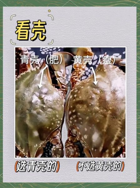梭子蟹渔汛什么时候_梭子蟹几月份最肥-第1张图片-山城妙识