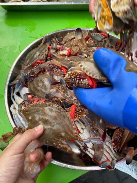 梭子蟹渔汛什么时候_梭子蟹几月份最肥-第2张图片-山城妙识