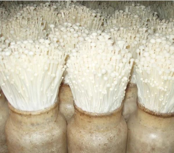 金针菇怎么种植_金针菇种植方法视频-第3张图片-山城妙识 金针菇怎么种植_金针菇种植方法视频-第3张图片-山城妙识