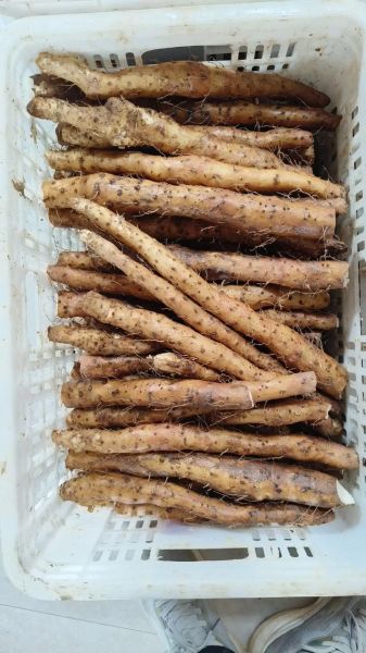 铁棍山药多少钱一斤_正宗温县铁棍山药价格行情-第3张图片-山城妙识