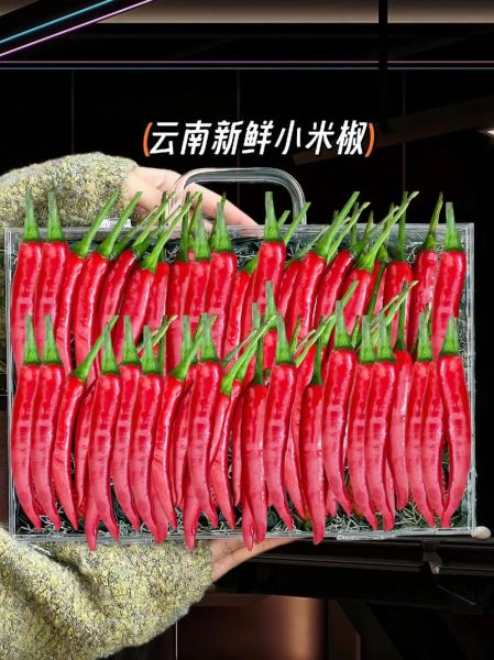 小米椒图片_如何挑选新鲜小米椒-第3张图片-山城妙识