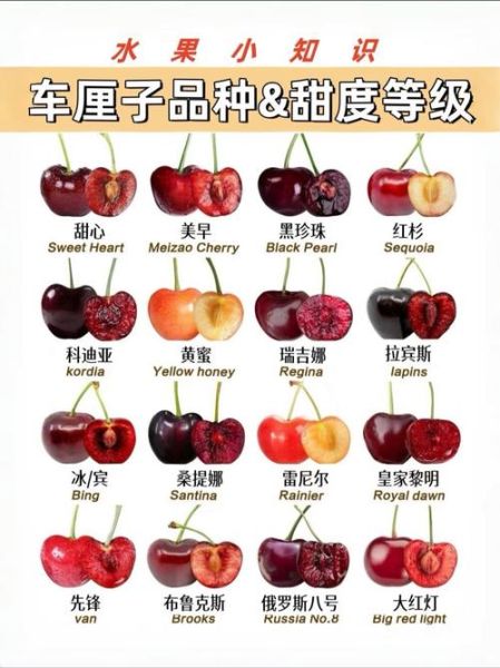 车厘子哪个品种最好吃_十大车厘子品种排行-第1张图片-山城妙识