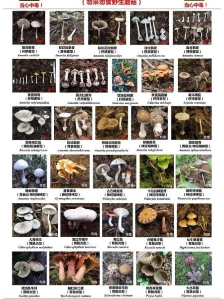 野生草蘑菇图片_如何辨别有毒-第2张图片-山城妙识