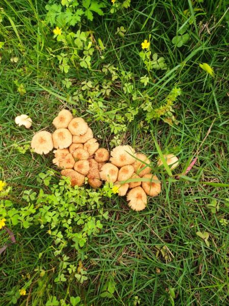 野生草蘑菇图片_如何辨别有毒-第1张图片-山城妙识