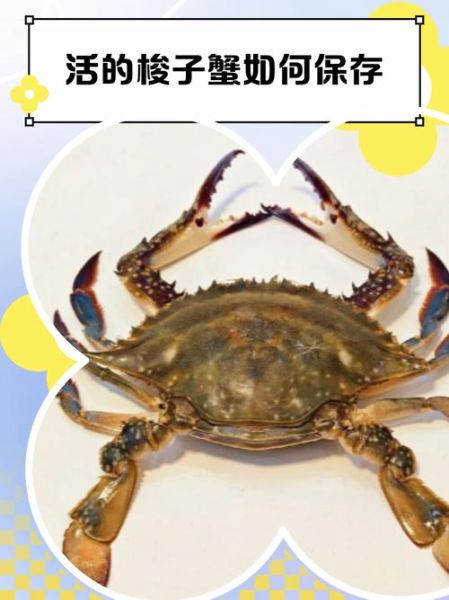 活的梭子蟹怎么保存_梭子蟹能活多久-第3张图片-山城妙识 活的梭子蟹怎么保存_梭子蟹能活多久-第3张图片-山城妙识