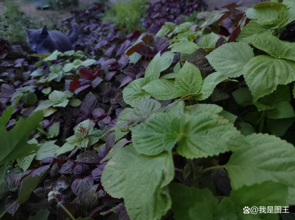 苏子叶是什么树的叶子_紫苏树长什么样-第1张图片-山城妙识 苏子叶是什么树的叶子_紫苏树长什么样-第1张图片-山城妙识