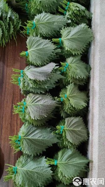 苏子叶是什么树的叶子_紫苏树长什么样-第2张图片-山城妙识 苏子叶是什么树的叶子_紫苏树长什么样-第2张图片-山城妙识