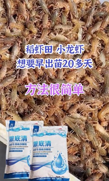 龙虾如何养_龙虾养殖技术视频-第1张图片-山城妙识