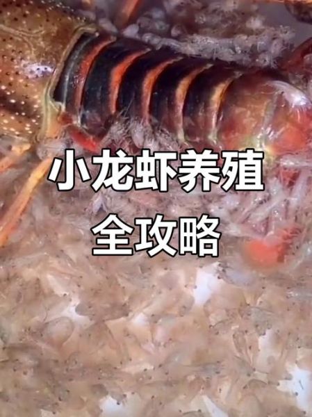 龙虾如何养_龙虾养殖技术视频-第2张图片-山城妙识