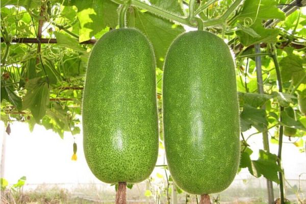 节瓜什么时候种_节瓜种植方法全过程-第1张图片-山城妙识 节瓜什么时候种_节瓜种植方法全过程-第1张图片-山城妙识